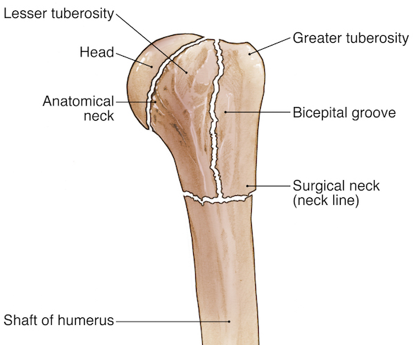 Proximal Humerus Fracture Proximal Humerus Fracture